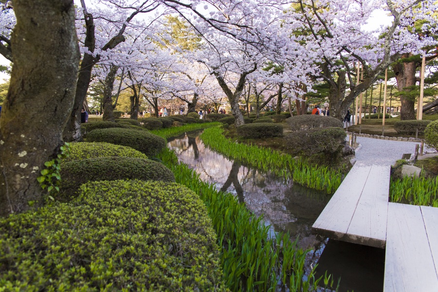 The Kanazawa Cherry Blossom Guide | VISIT KANAZAWA