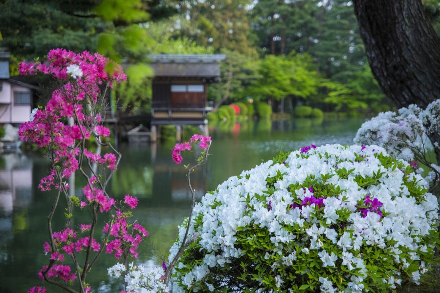 Discover Kanazawa's Floral Beauty: A Seasonal Guide｜Trip Ideas｜VISIT ...